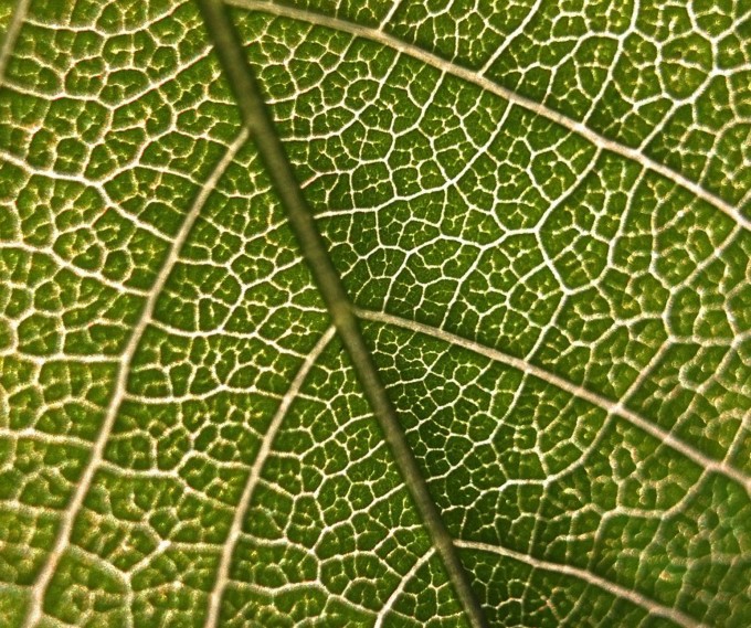 Scientist – Pablo Rodriguez